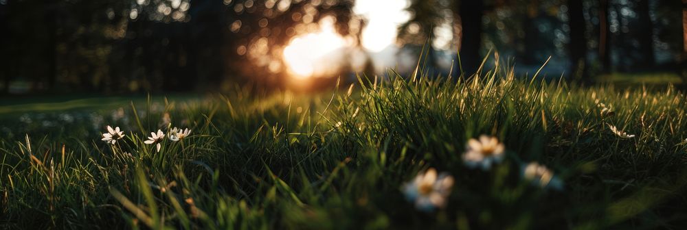 Sunlight Tree Golden Light Sun Images | Free Photos, PNG Stickers ...