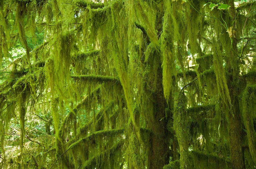 Moss Covered Tree, Willamette National | Free Photo - rawpixel