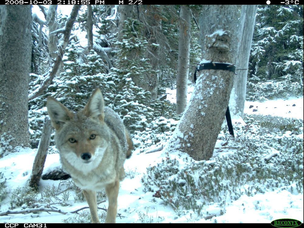Curious Coyote Walks Camera-UnknownThanks our | Free Photo - rawpixel