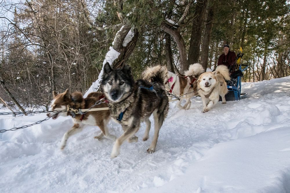 Wintergreen Dogsled Lodge mushers commands | Free Photo - rawpixel