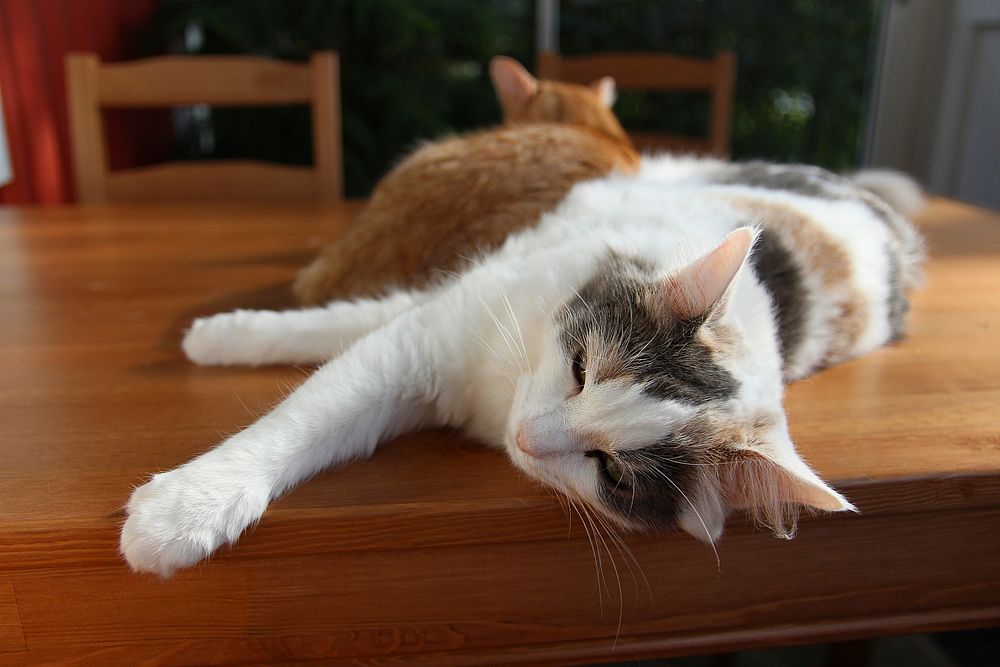 Two cats lying wooden dining | Free Photo - rawpixel