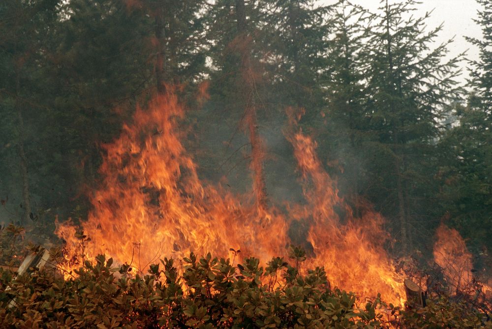 Rogue River-Siskiyou National Forest, Biscuit | Free Photo - rawpixel