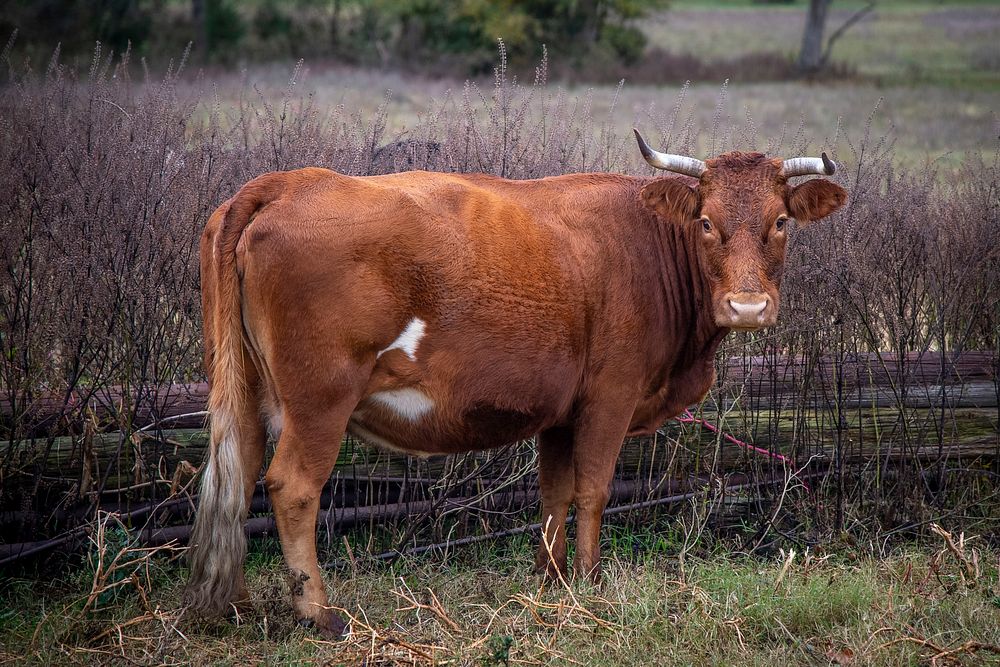Pat Crenshaw, 79, is black | Free Photo - rawpixel
