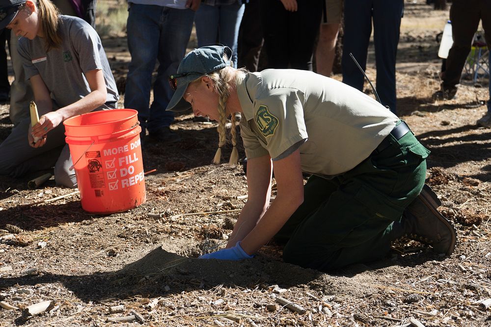 Planting demonstrationForest Service restoration technician | Free ...