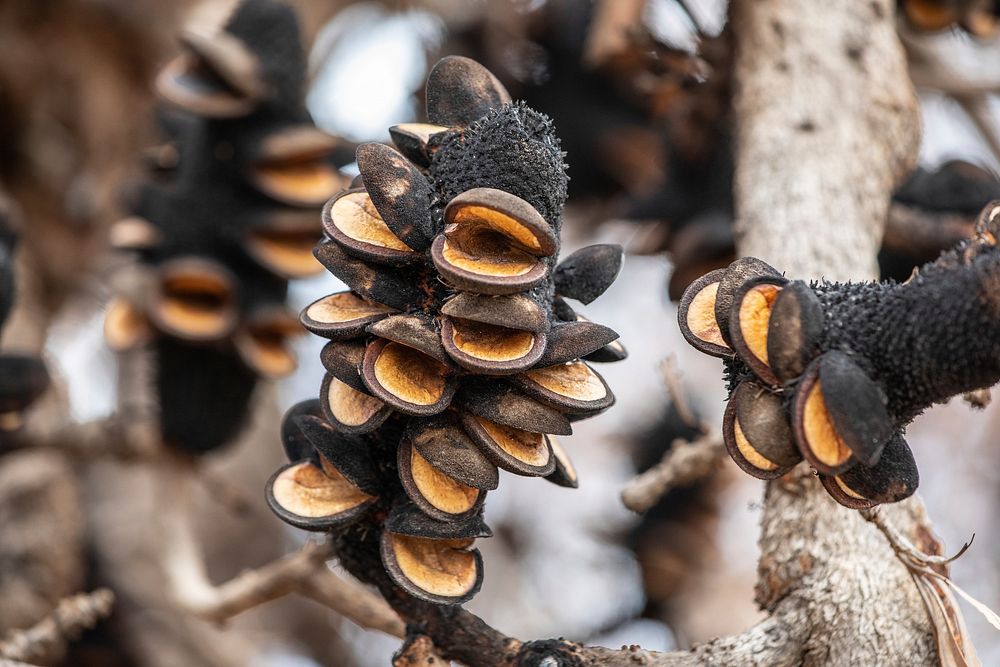 Post-bushfire recovery AustraliaThe serotinous cones | Free Photo ...