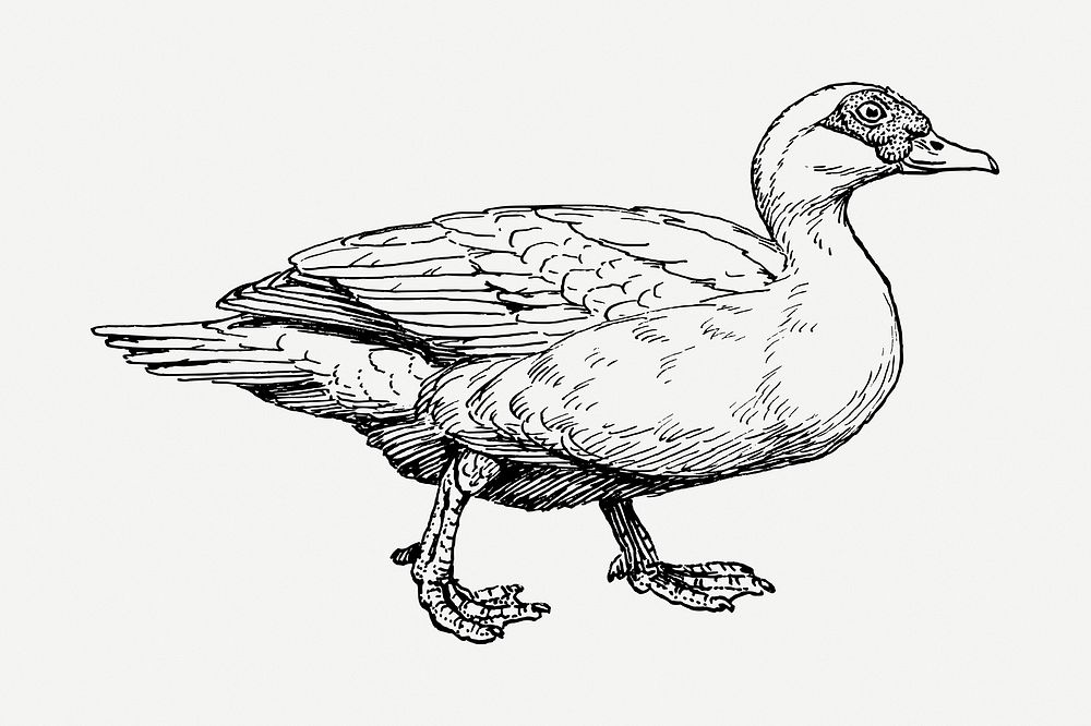 Muscovy duck drawing, vintage animal | Free PSD - rawpixel