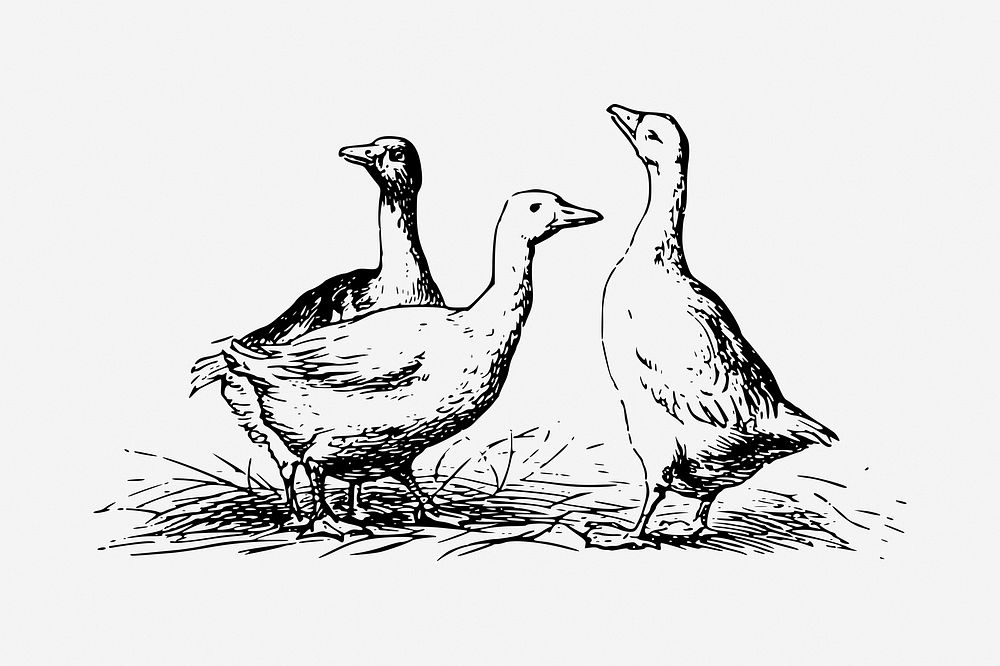 Ducks, gooses drawing, vintage animal | Free Photo - rawpixel