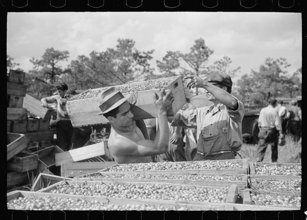 Cranberry scooper load cranberries checking | Free Photo - rawpixel