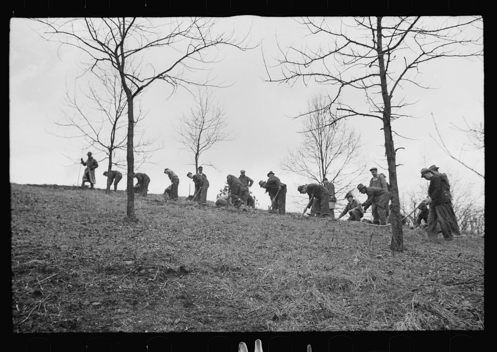 Planting trees Zaleski Forest Project | Free Photo - rawpixel