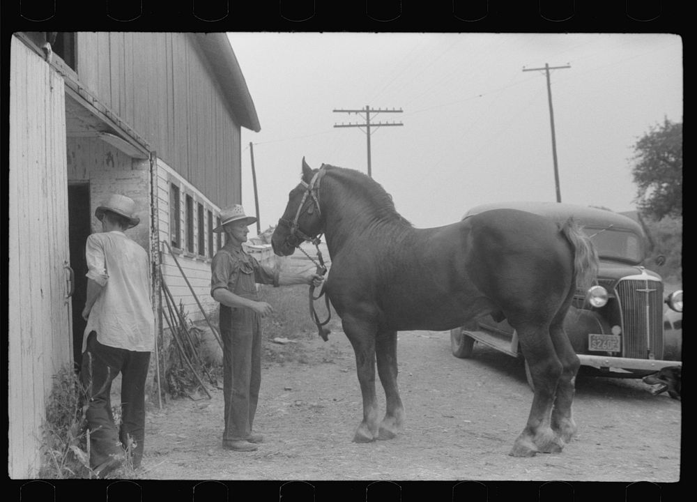 Percheron stallion brought mare mating, | Free Photo - rawpixel