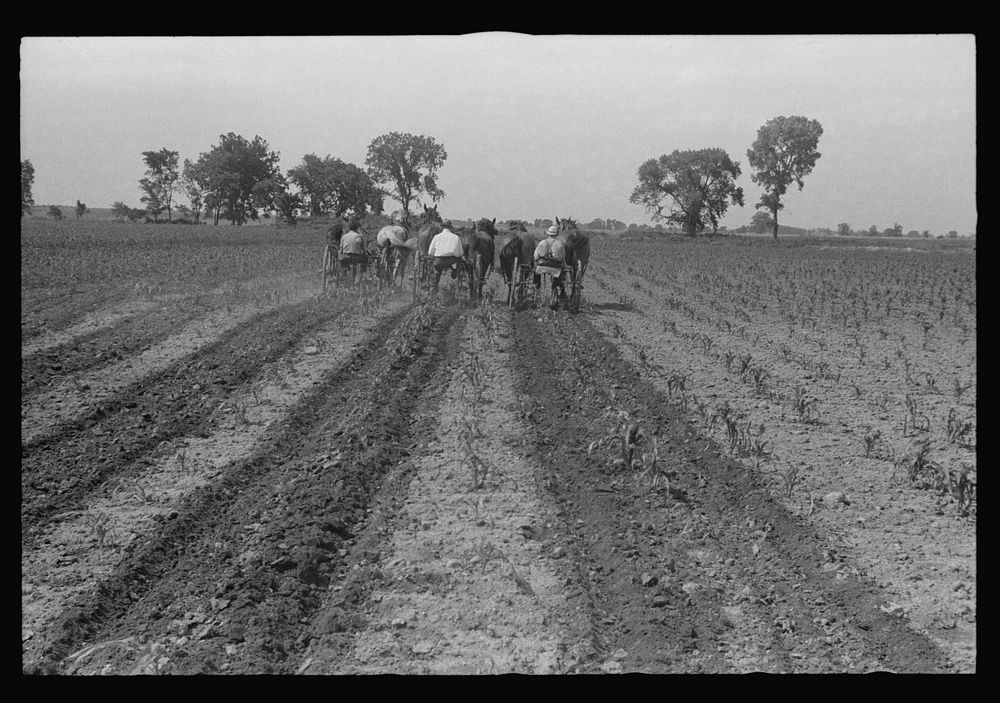 Cultivating corn two-row cultivator, central | Free Photo - rawpixel