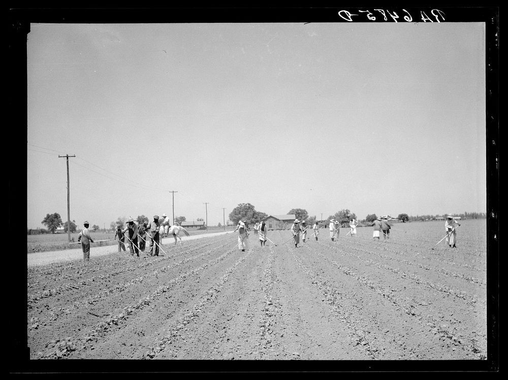 Cotton chopping Mississippi Delta land | Free Photo - rawpixel