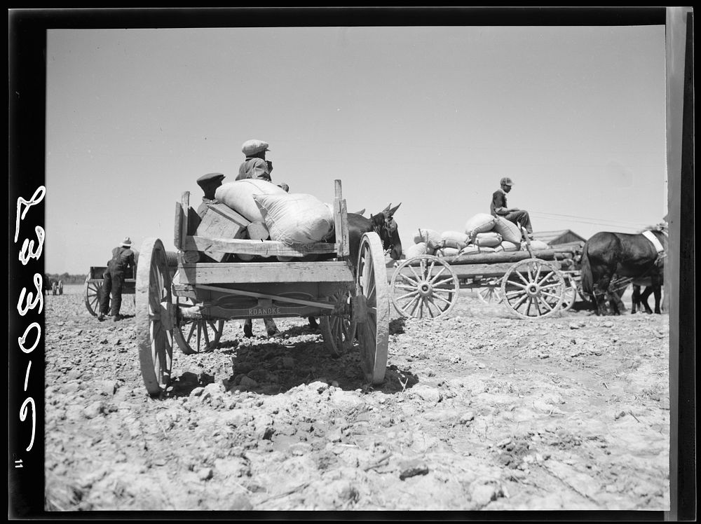 Farmers going home cotton seed | Free Photo - rawpixel