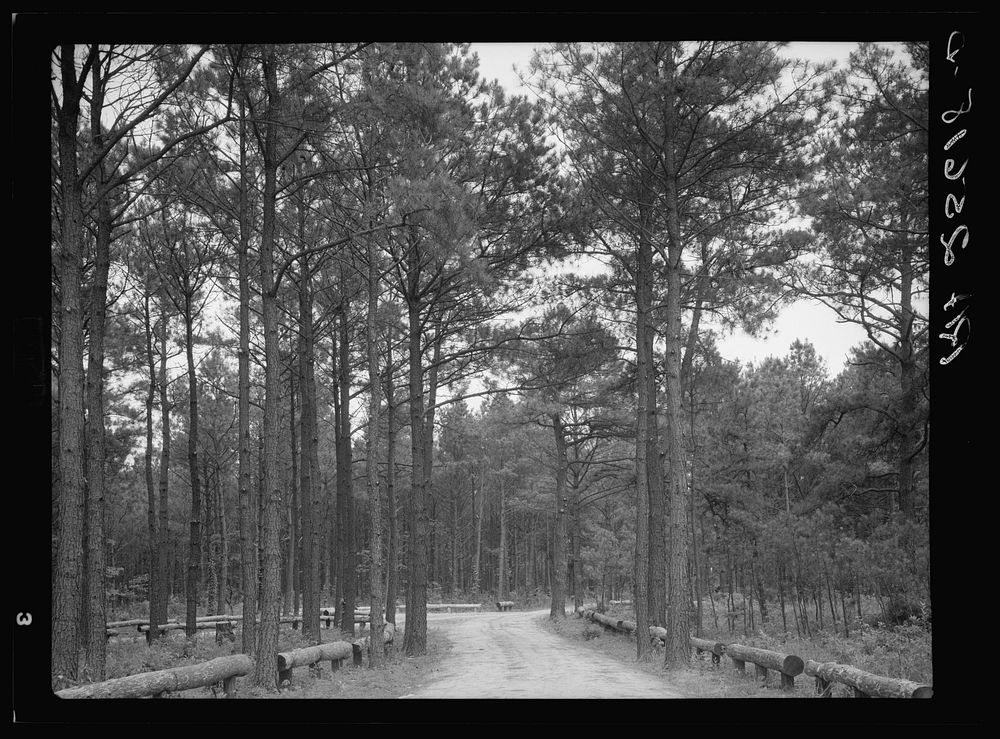 Road cut trees have been | Free Photo - rawpixel