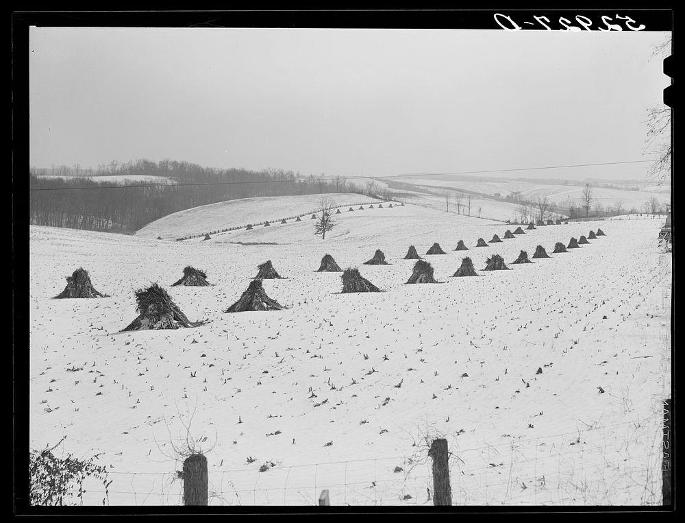 Corn shocks field farm Frederick, | Free Photo - rawpixel