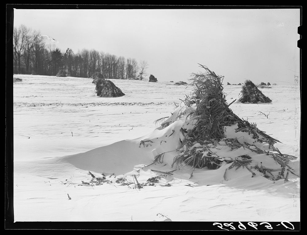 Corn shocks field farm Frederick, | Free Photo - rawpixel