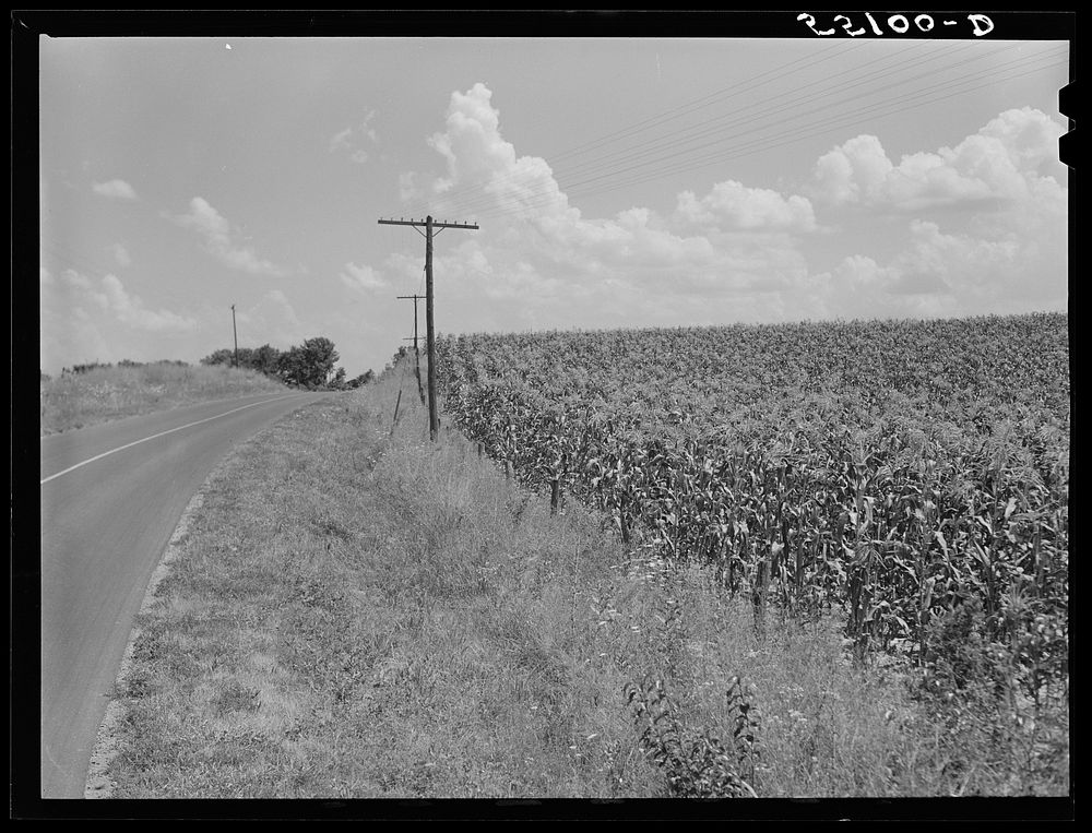 Cornfield along highway Louisville and | Free Photo - rawpixel
