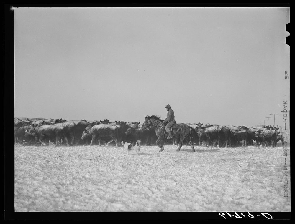 Rounding cattle first stages blizzard. | Free Photo - rawpixel