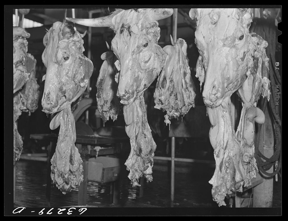 Heads beef cattle. Packing plant | Free Photo - rawpixel