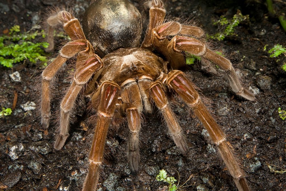 Goliath Bird-eating Tarantula (2010) Mehgan | Free Photo - rawpixel
