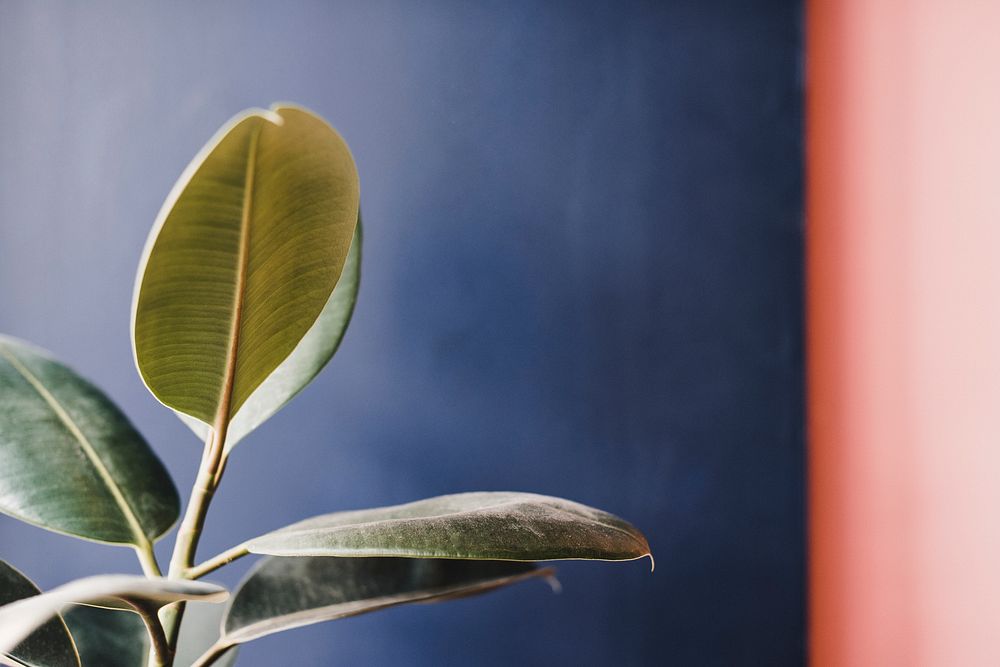 Beautiful green rubber plant background | Premium Photo - rawpixel