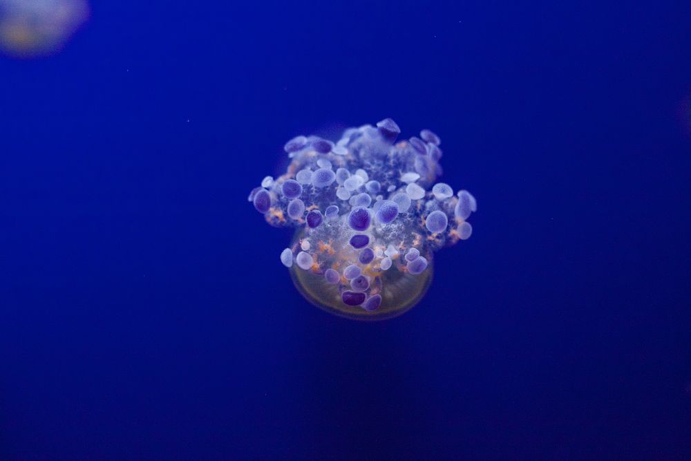little-big Jellyfish deep ocean. Original | Free Photo - rawpixel