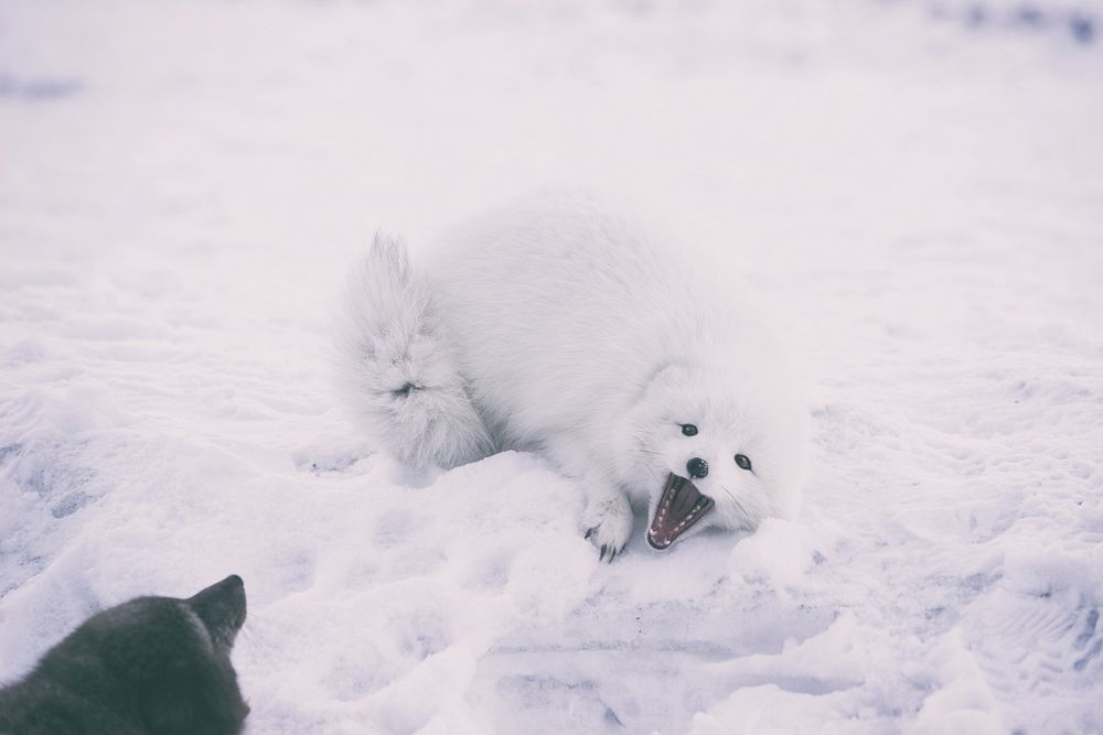 Artic fox warning sign. Original | Free Photo - rawpixel