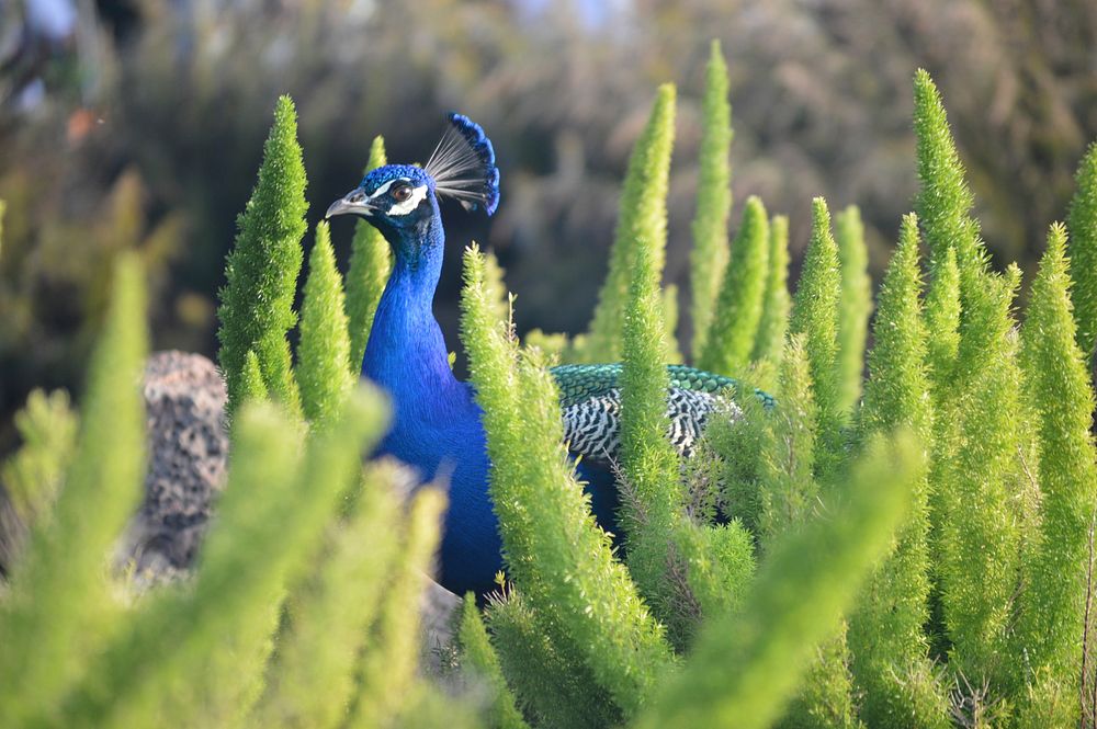 wild peacock nature. Original public | Free Photo - rawpixel