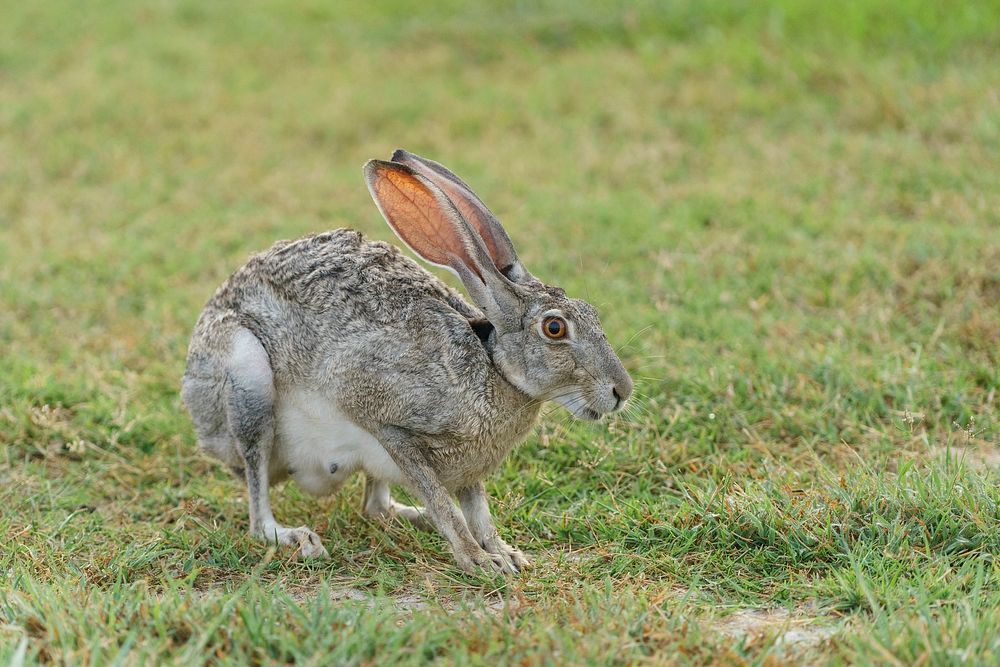 Wild hare hops grassy field. | Free Photo - rawpixel