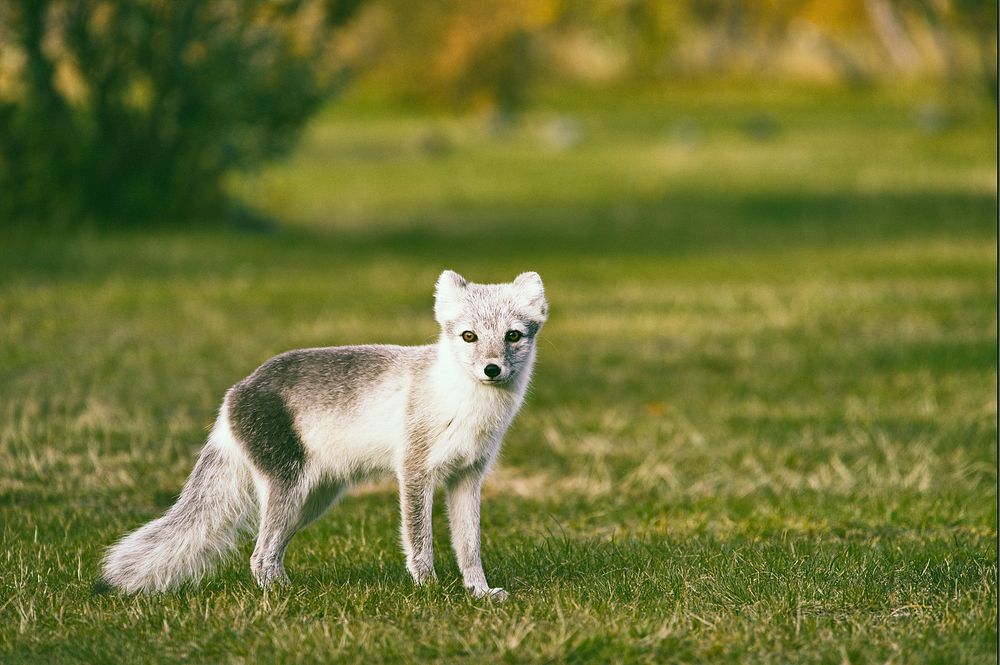 white fox grassy area. Original | Free Photo - rawpixel