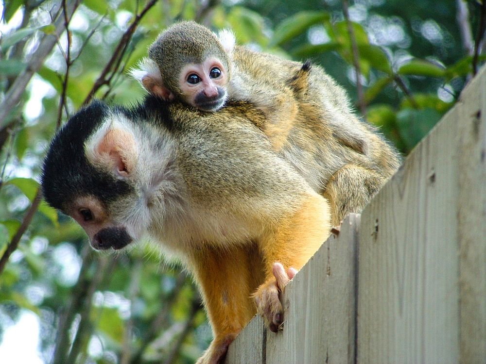 Monkeys Zoo. Original public domain | Free Photo - rawpixel