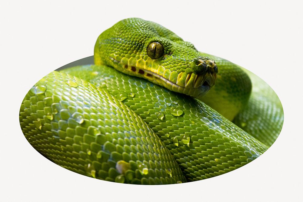 Green snake badge, wildlife & | Free Photo - rawpixel