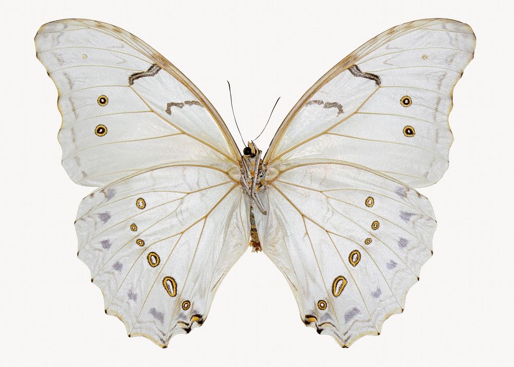 Aesthetic butterfly, insect isolated image | Free Photo - rawpixel