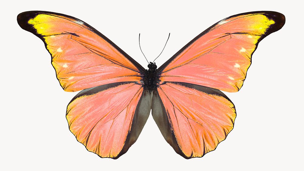 Orange butterfly, aesthetic insect isolated | Free Photo - rawpixel