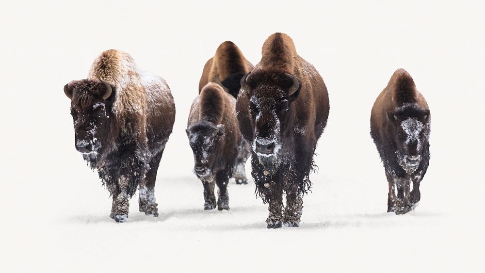 Group of bison image element | Free Photo - rawpixel