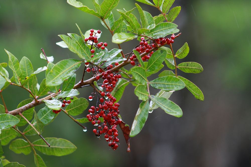Brazilian Pepper. Original public domain | Free Photo - rawpixel