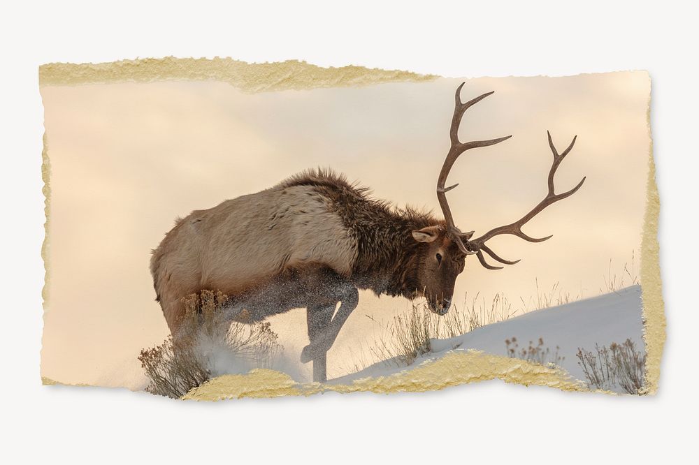 Elk wild animal, ripped paper, | Free Photo - rawpixel