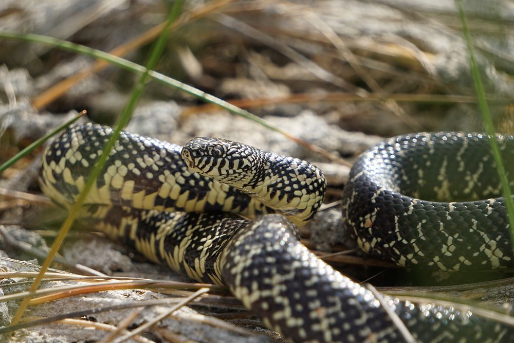 Florida Kingsnake | Free Photo - rawpixel