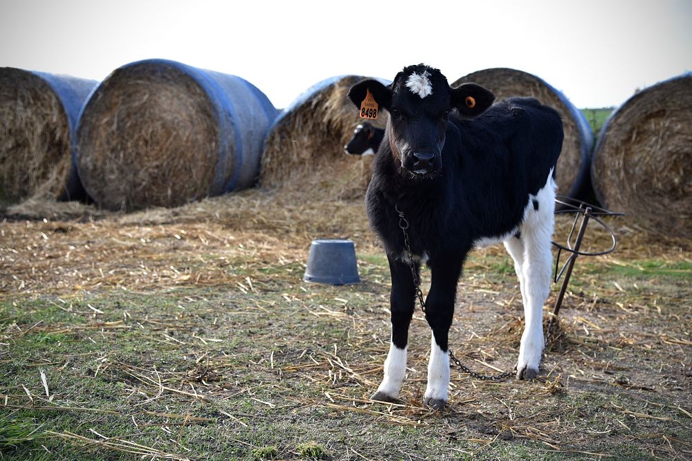 CdA Savage visita Florida durante | Free Photo - rawpixel