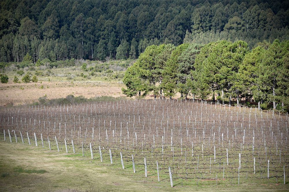 CdA. Savage visita Rivera | Free Photo - rawpixel