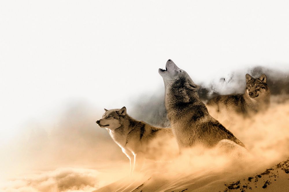 Howling wolf border background, animal | Free Photo - rawpixel