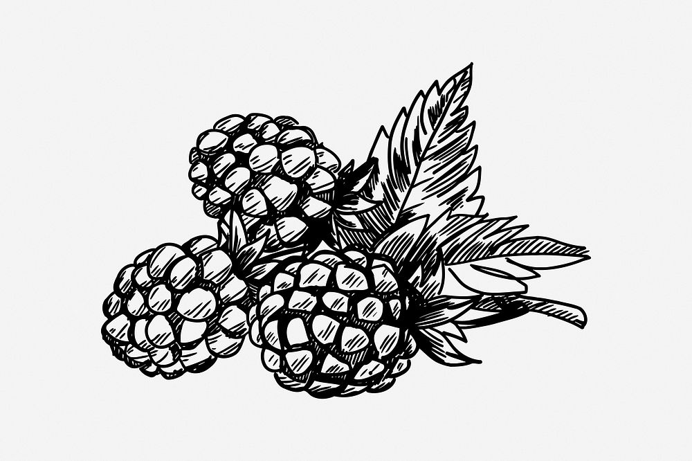 Blackberry, drawing illustration. | Free Photo - rawpixel