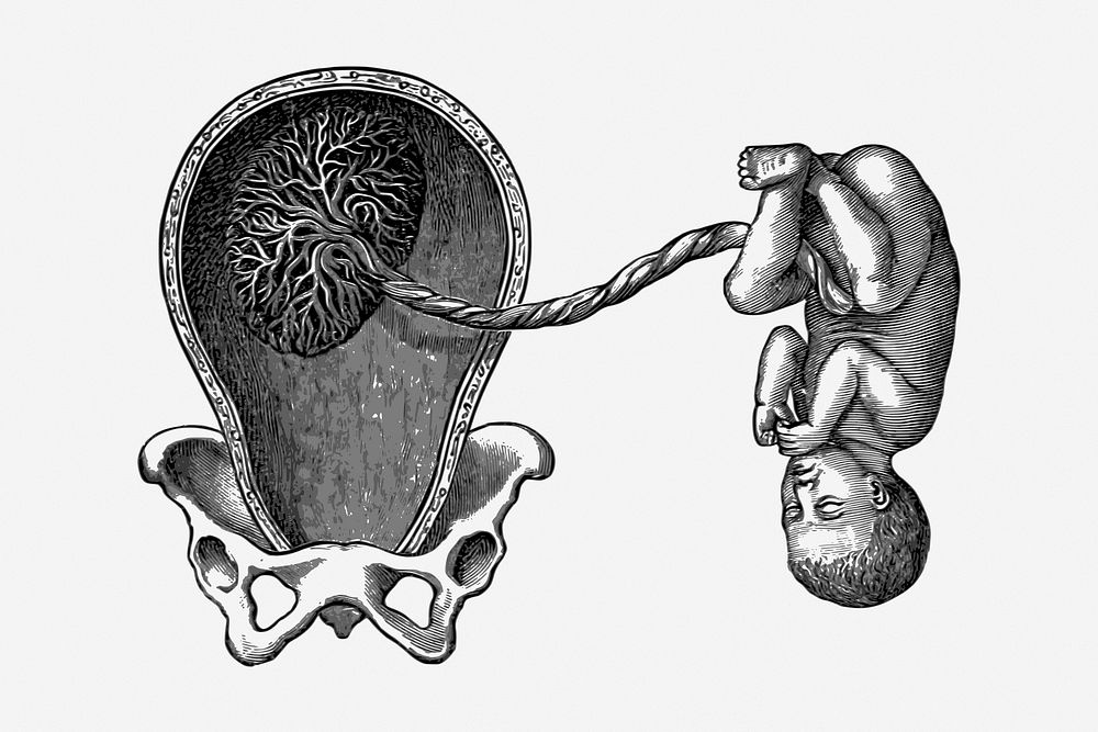 Placenta, vintage drawing illustration. | Free Photo Illustration ...