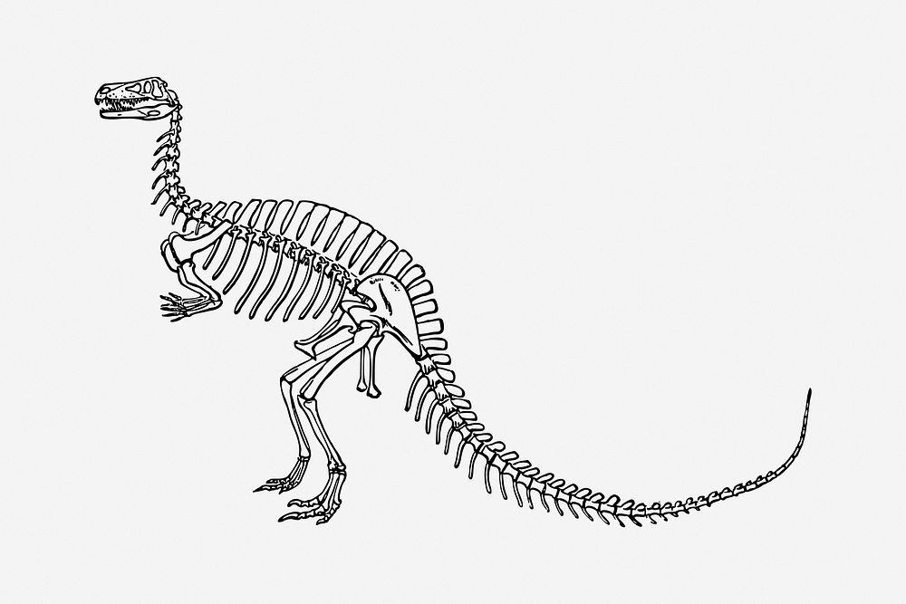 Dinosaur fossil, vintage drawing illustration | Free Photo Illustration ...