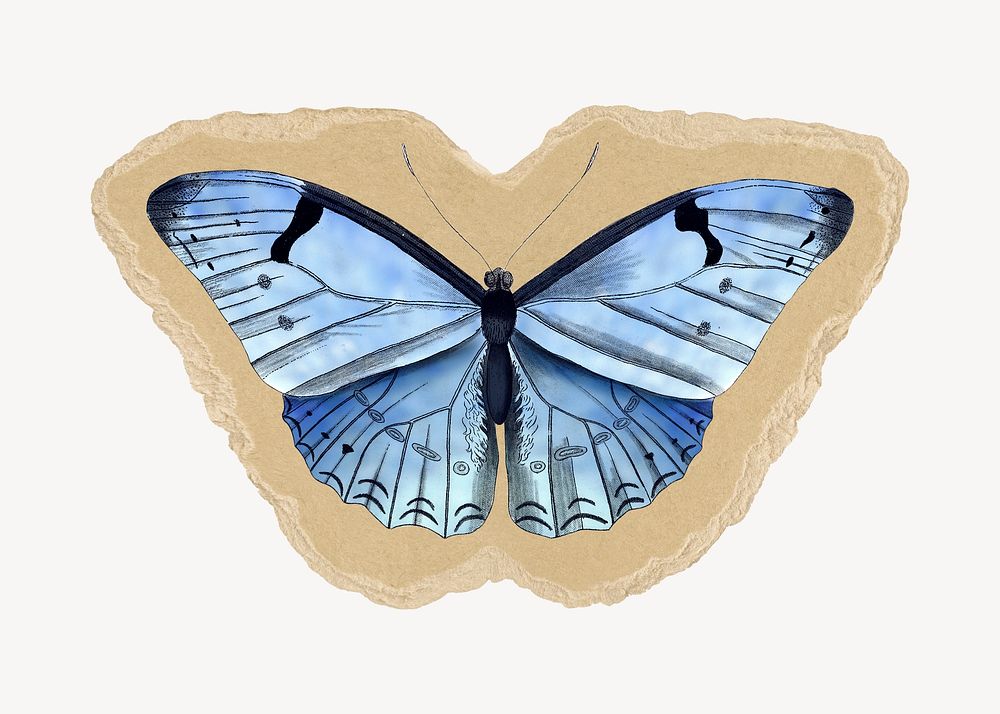 Blue butterfly collage element, animal | Free PSD - rawpixel