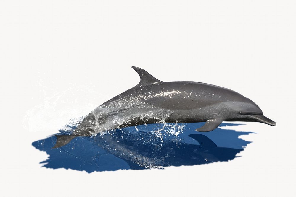 Dolphin jumping image element | Free Photo - rawpixel