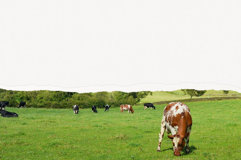 Livestock farm background, cow grazing | Free Photo - rawpixel