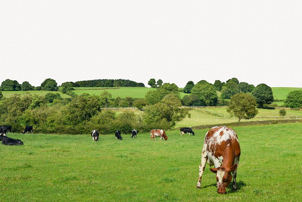 Livestock farm background, cow grazing | Premium PSD - rawpixel