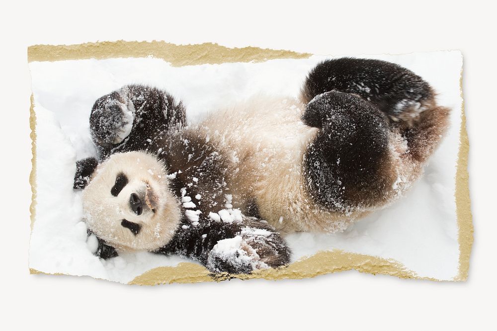 Panda snow, ripped paper, wildlife | Free Photo - rawpixel