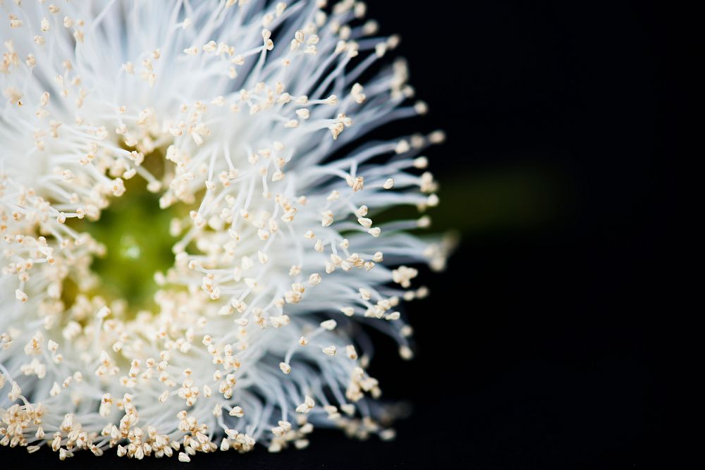 Pollen Images | Free Photos, PNG Stickers, Wallpapers & Backgrounds ...